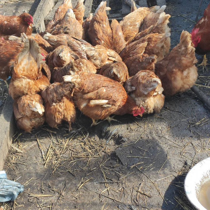 Куры молодки несушки домашние