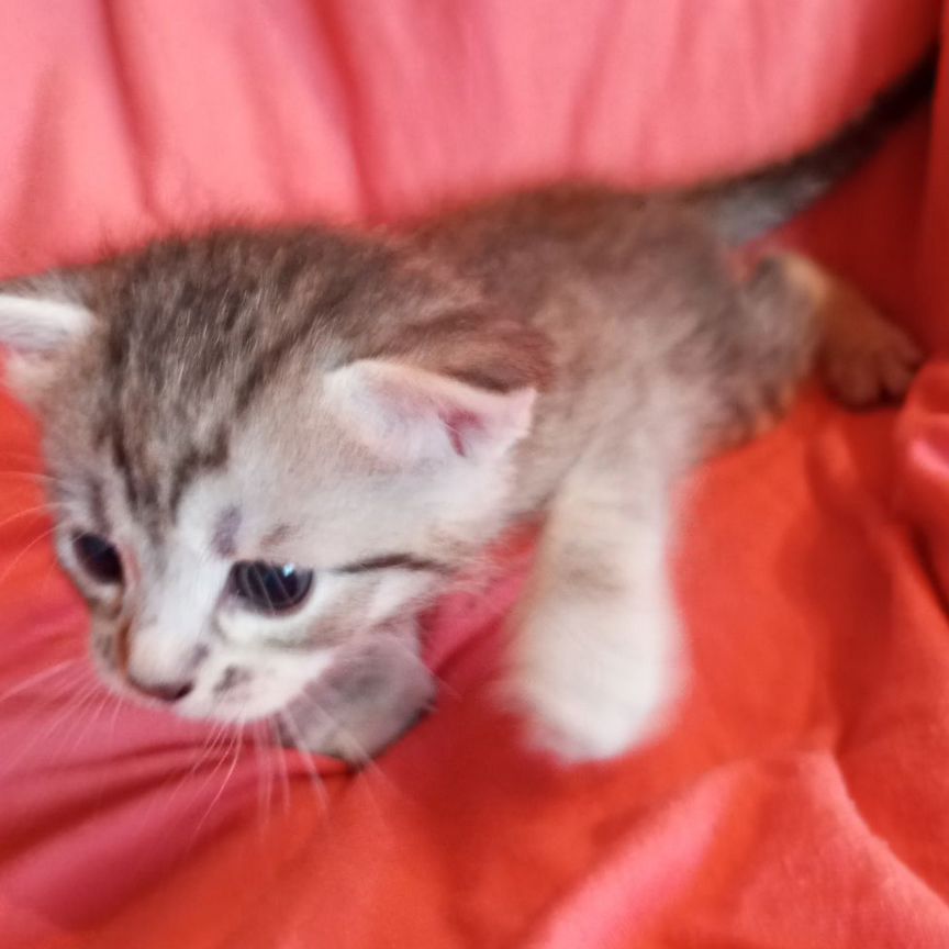Котёнок метиса бенгальской кошки