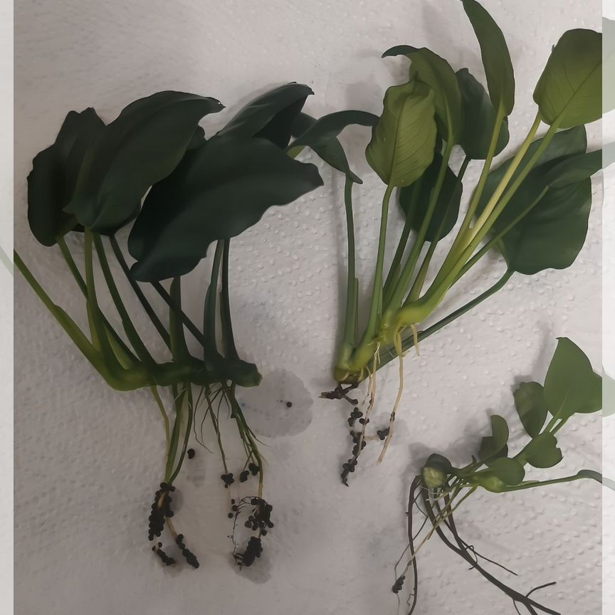 Аквариумное растение Анубиас, Буцефаландра