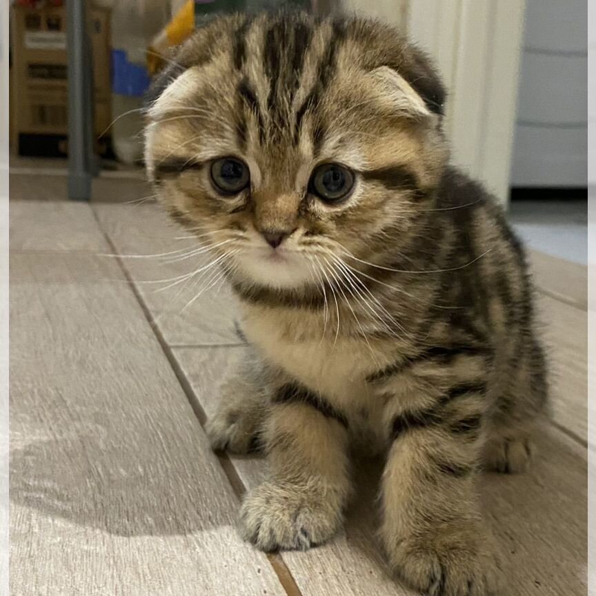 Шотландский вислоухий короткошёрстный котёнок