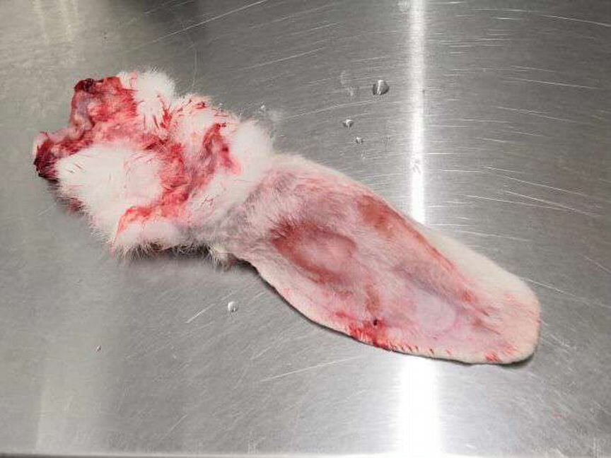 Уши кролика замороженные опт