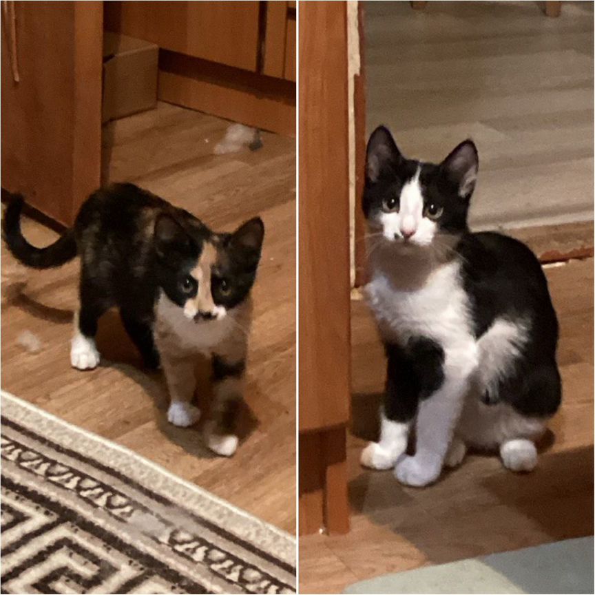 Котята в добрые руки мальчик и девочка