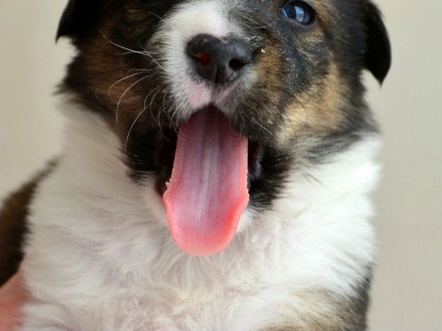 Щенки в добрые руки бесплатно