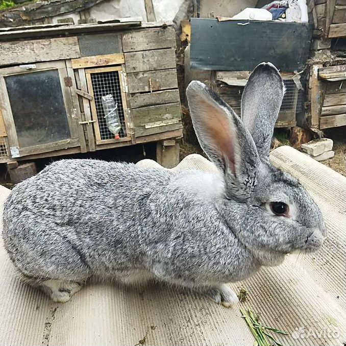 Советская шиншилла