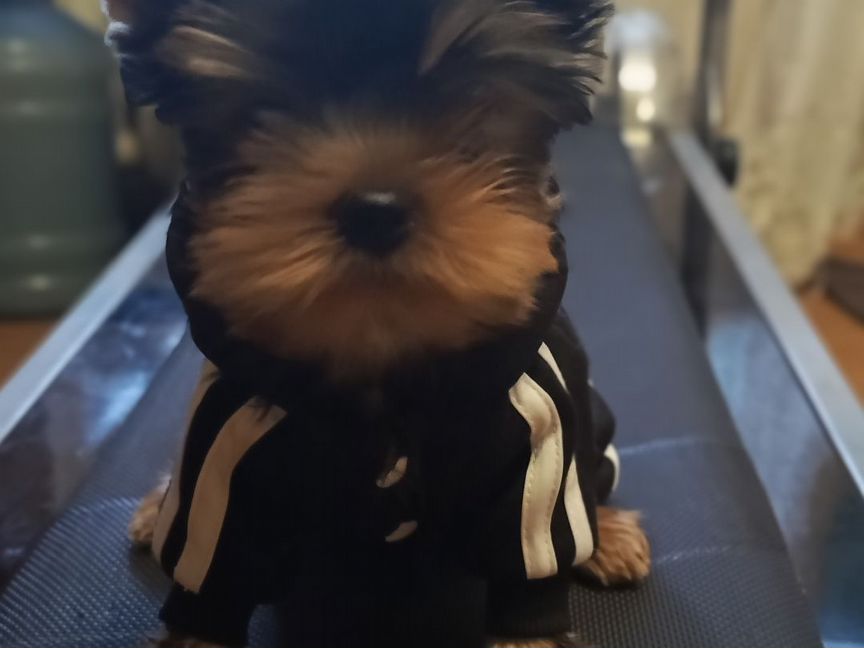 Новогодние чудо в ваш дом