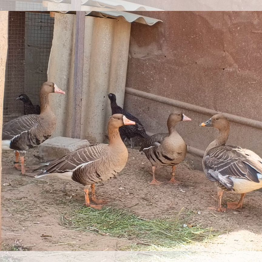 Гуси белолобые