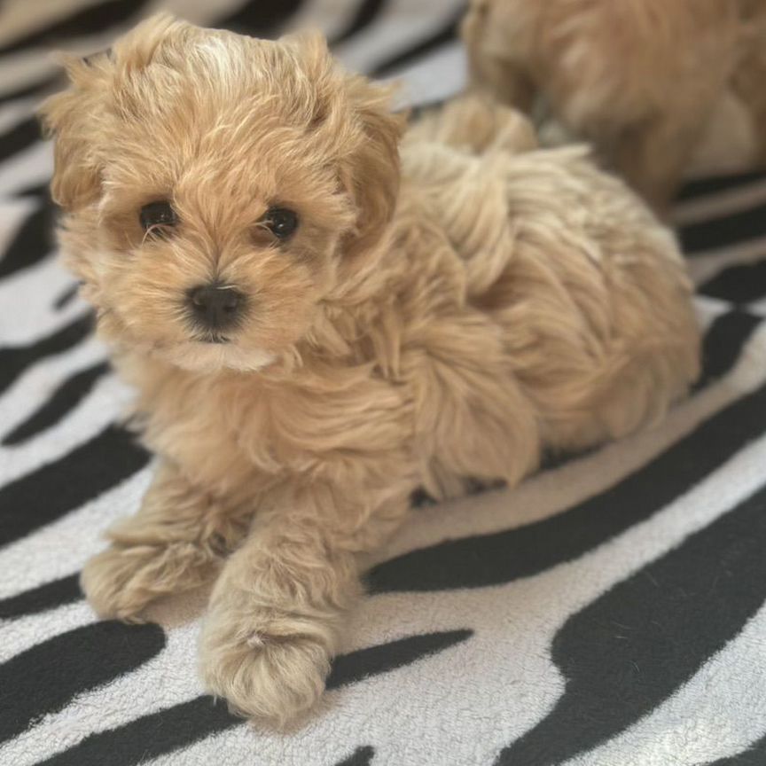 Щенки мальтипу f1 мини