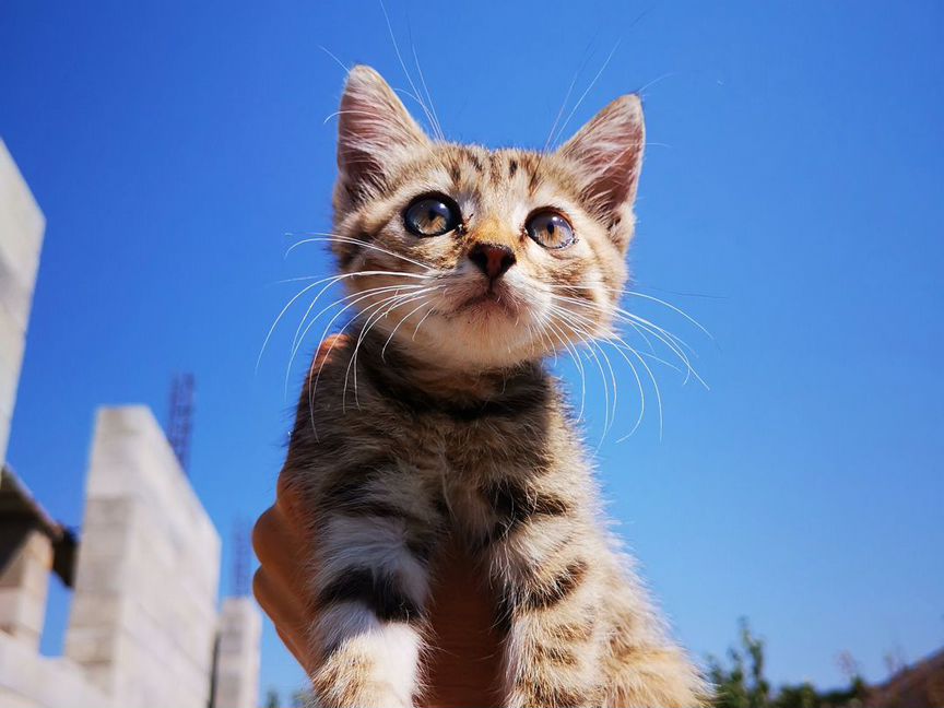 Котёнок (девочка) в добрые руки