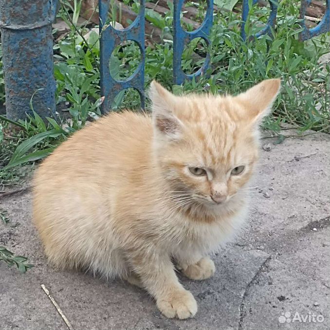 Рыжий котенок девочка