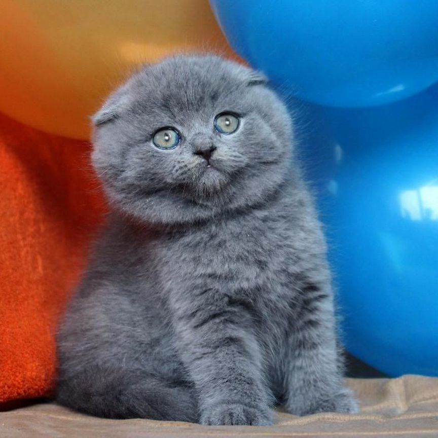 Шотландские вислоухие котята