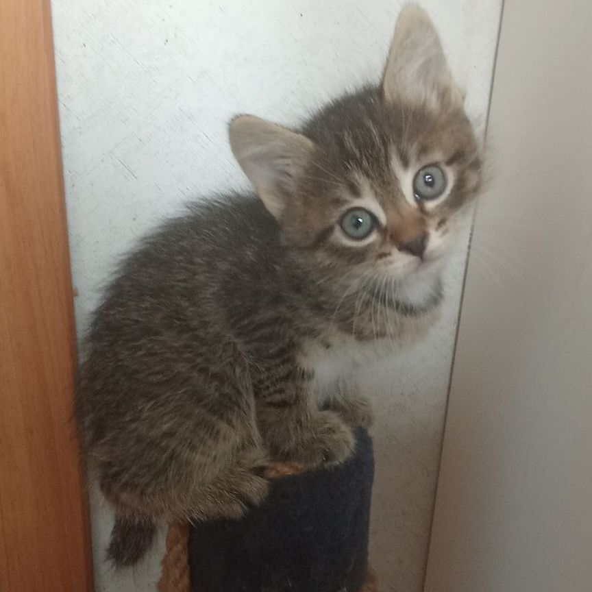Котёнок в добрые руки