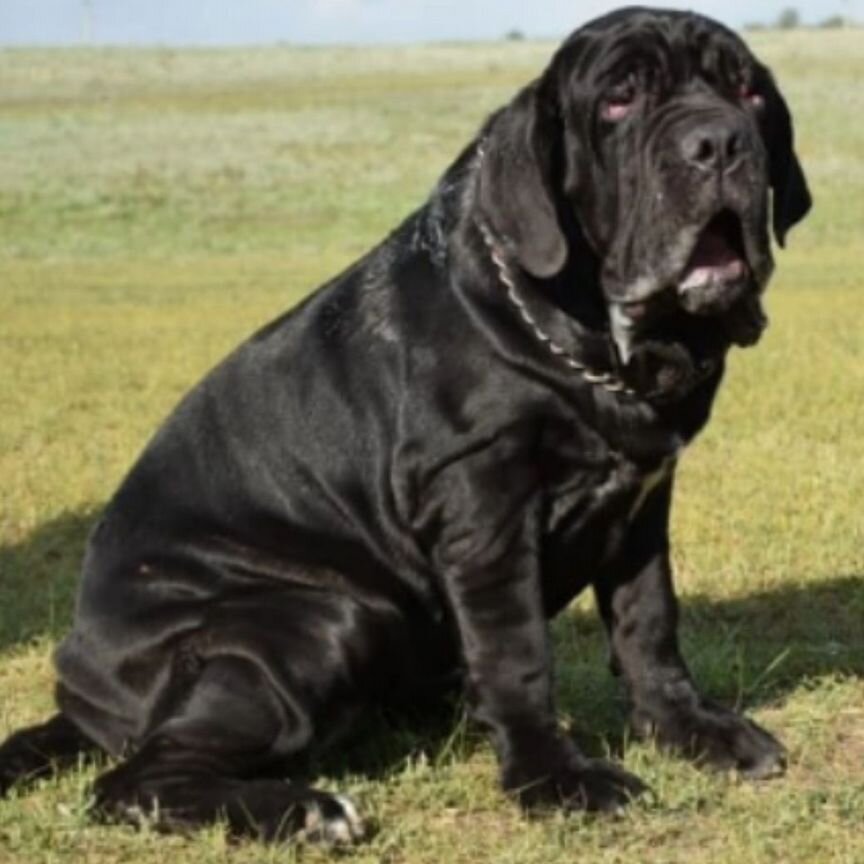 Мастино неаполитано