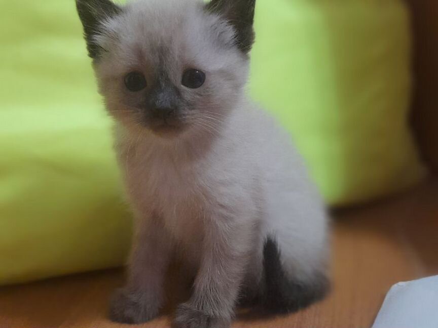Сиамские котята