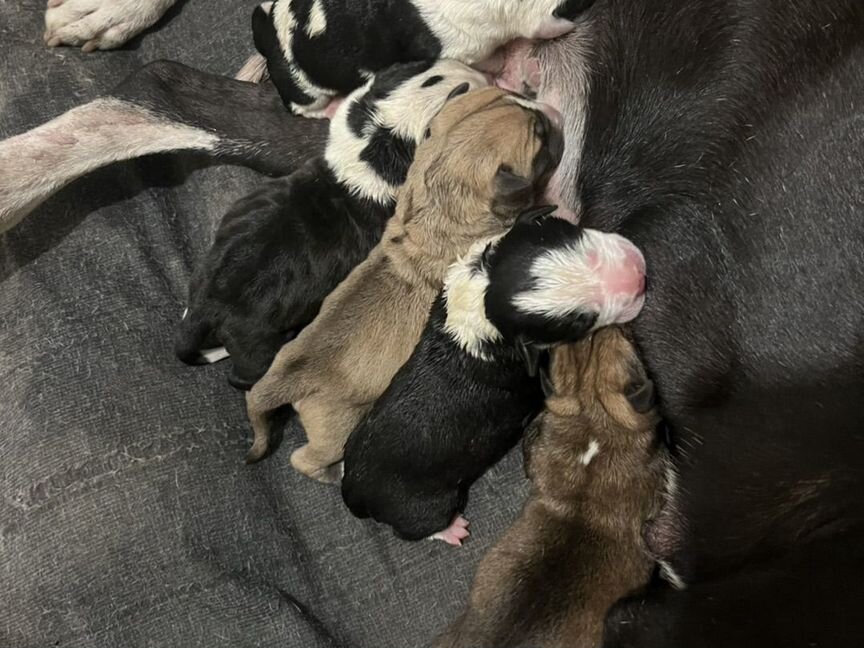 Щенки стаффорда