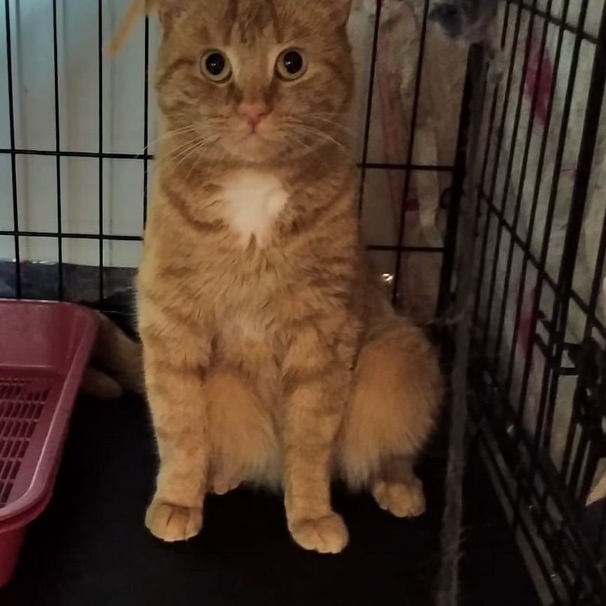 Кот