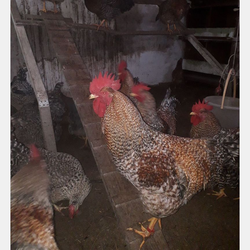 Петухи порода Билефельдер (золото)