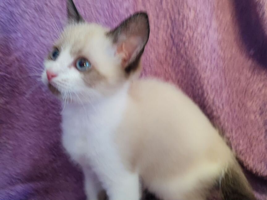Тайские котята