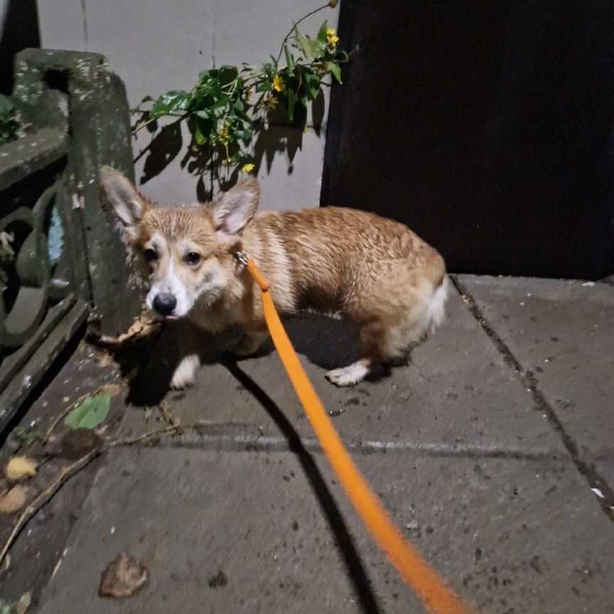 Найдена собака корги