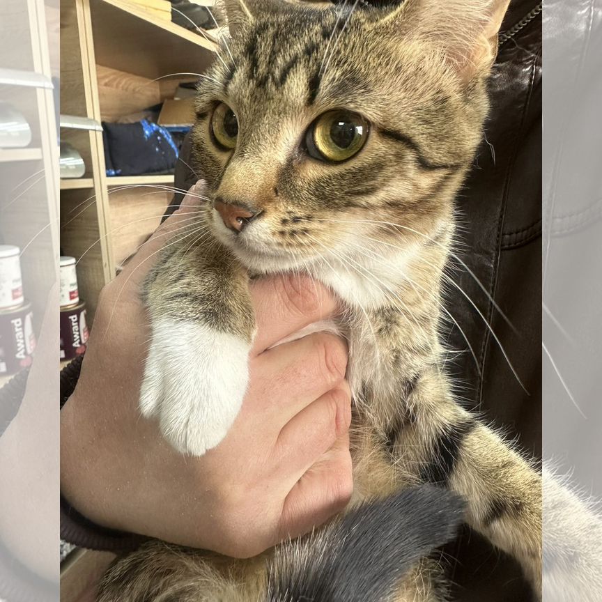 Котёнок в добрые руки