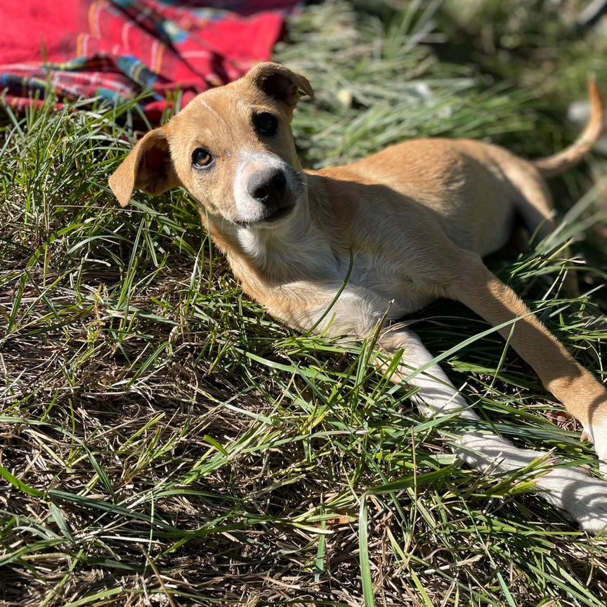 Собачки мы ждем чуда