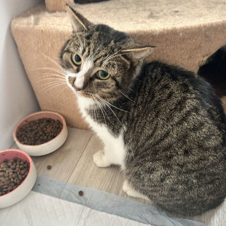 Взрослый кот в добрые руки