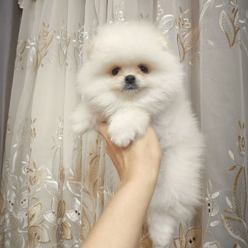 Померанский шпиц, щенок