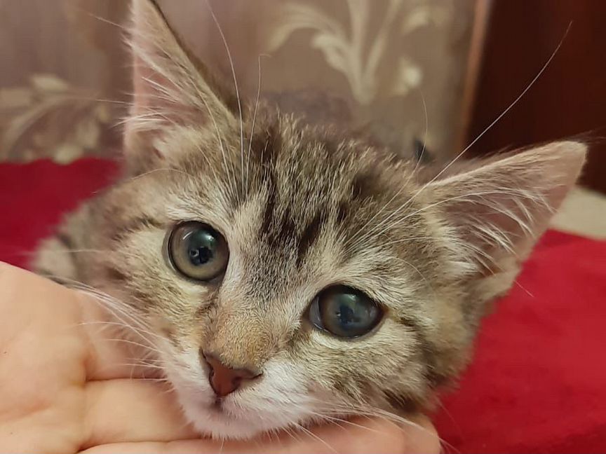 Котенок в добрые руки
