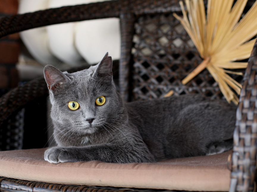 Почти русская голубая кошка Шеба в добрые руки