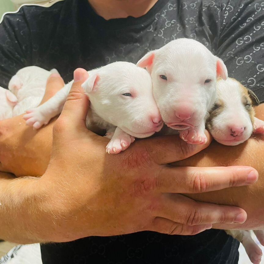 Миниатюрный бультерьер