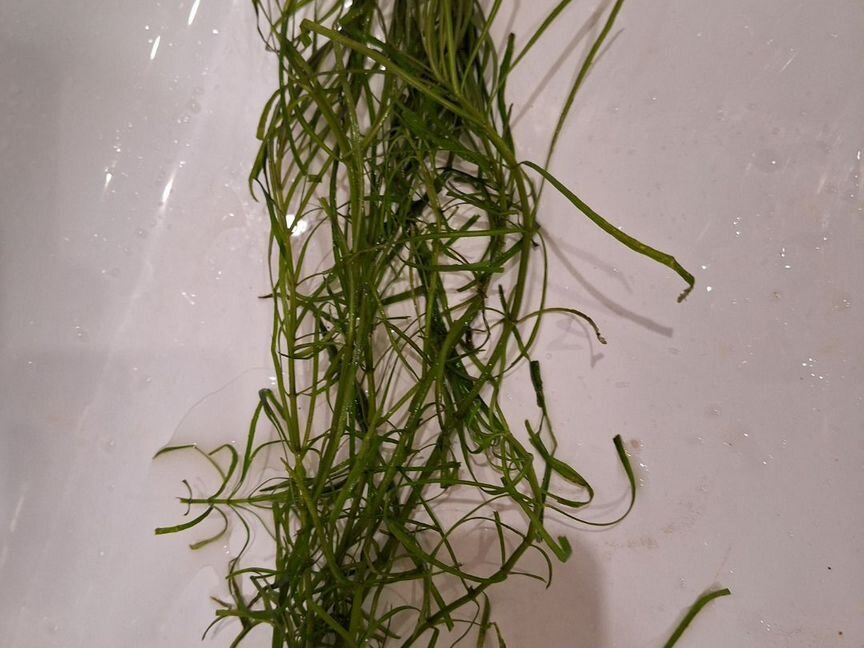 Погестемон октопус