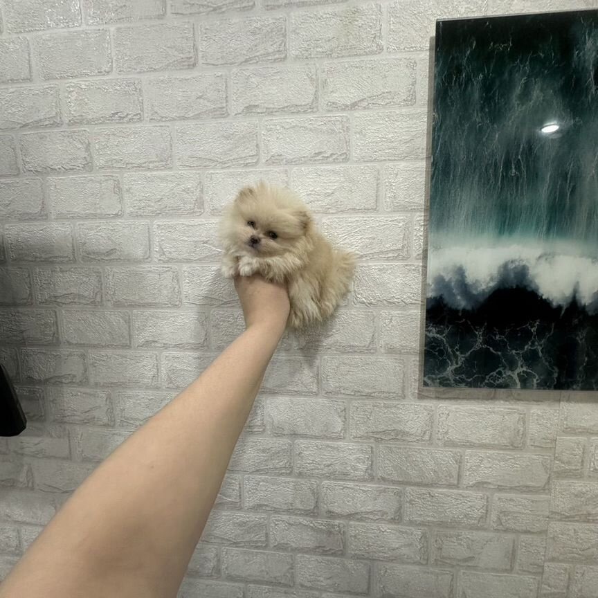 Обалденная деточка микро шпиц