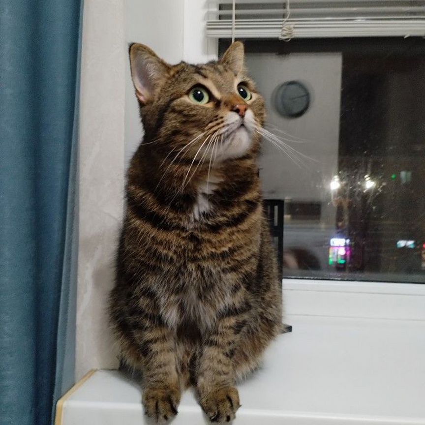 Домашний котик скорее ищет новый дом