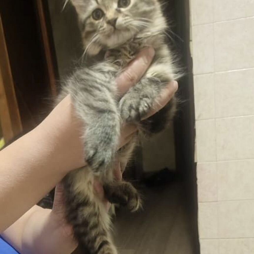 Котята в добрые руки бесплатно