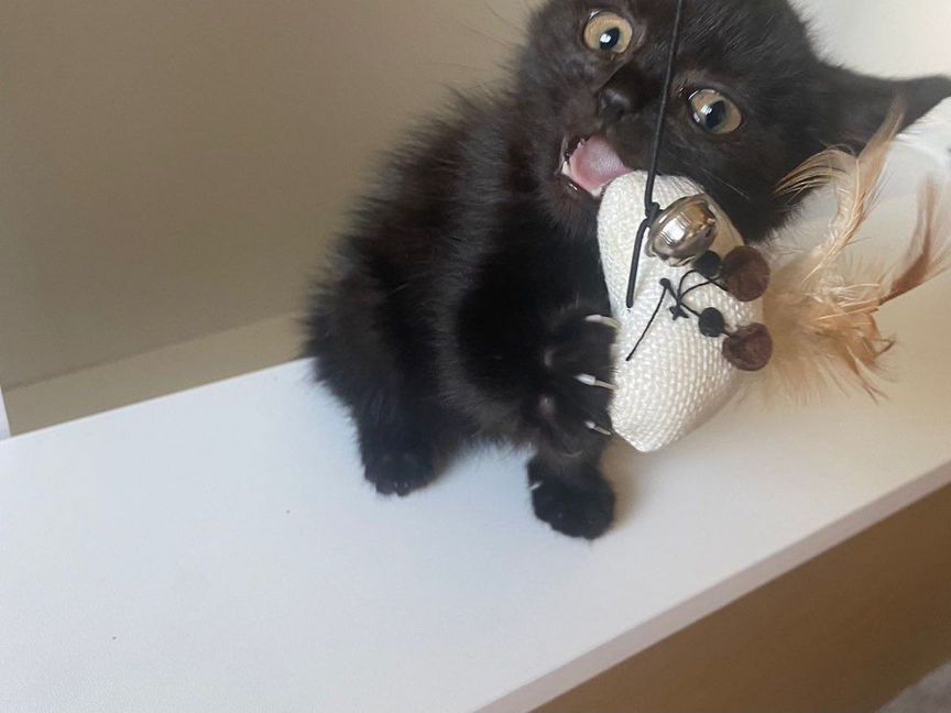 Котенок беспатно