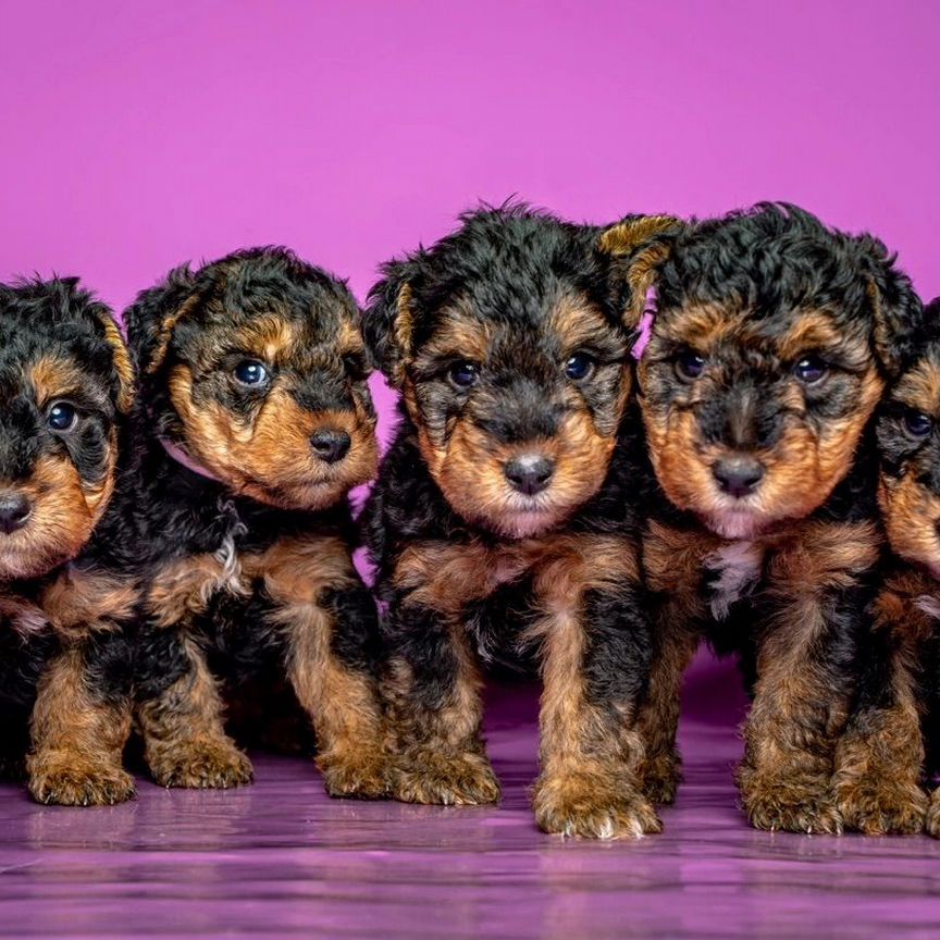 Щенки Вельштерьера