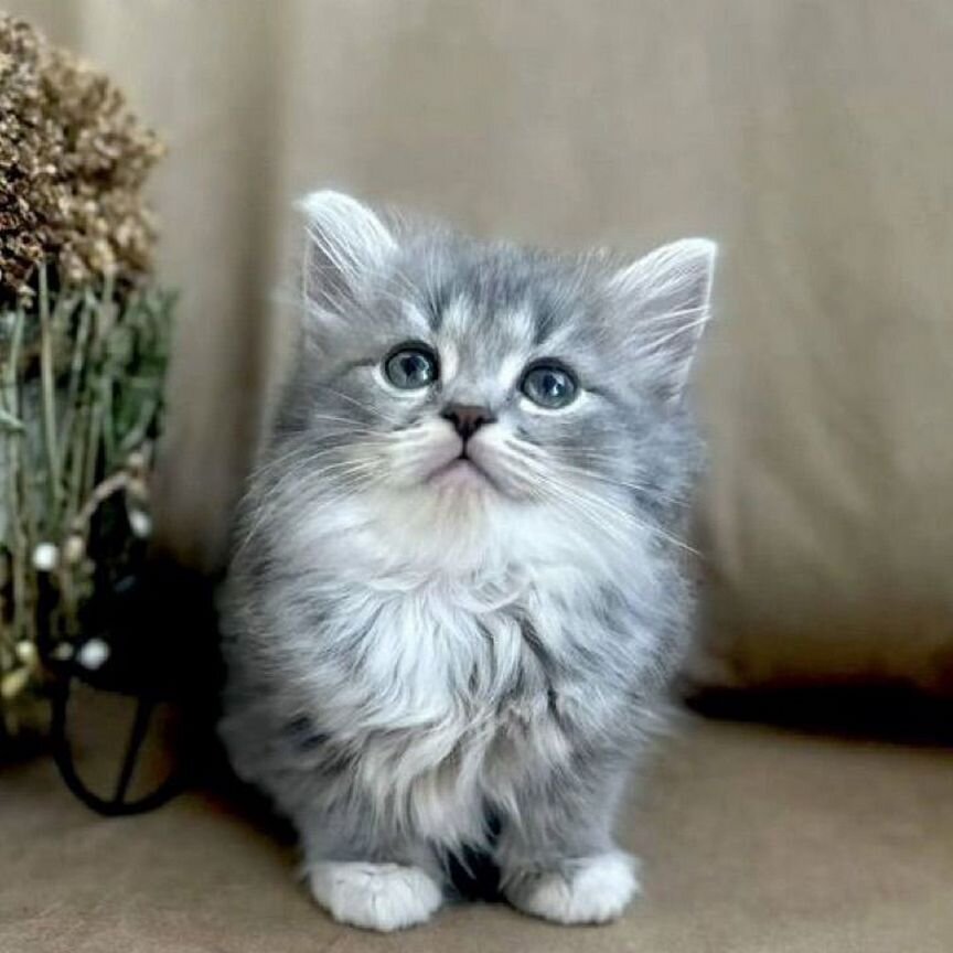 Сибирский котёнок