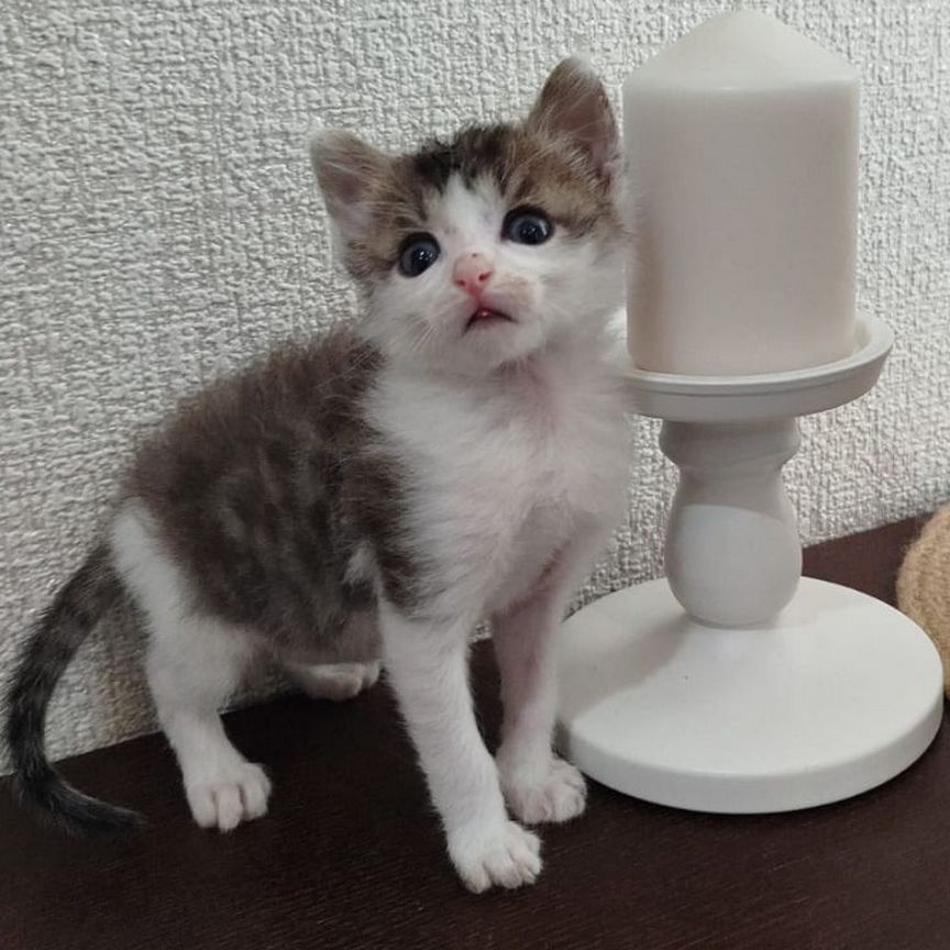 Котята