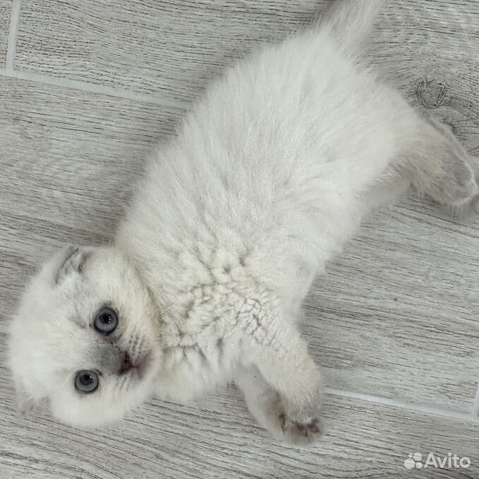 Белая британская кошка