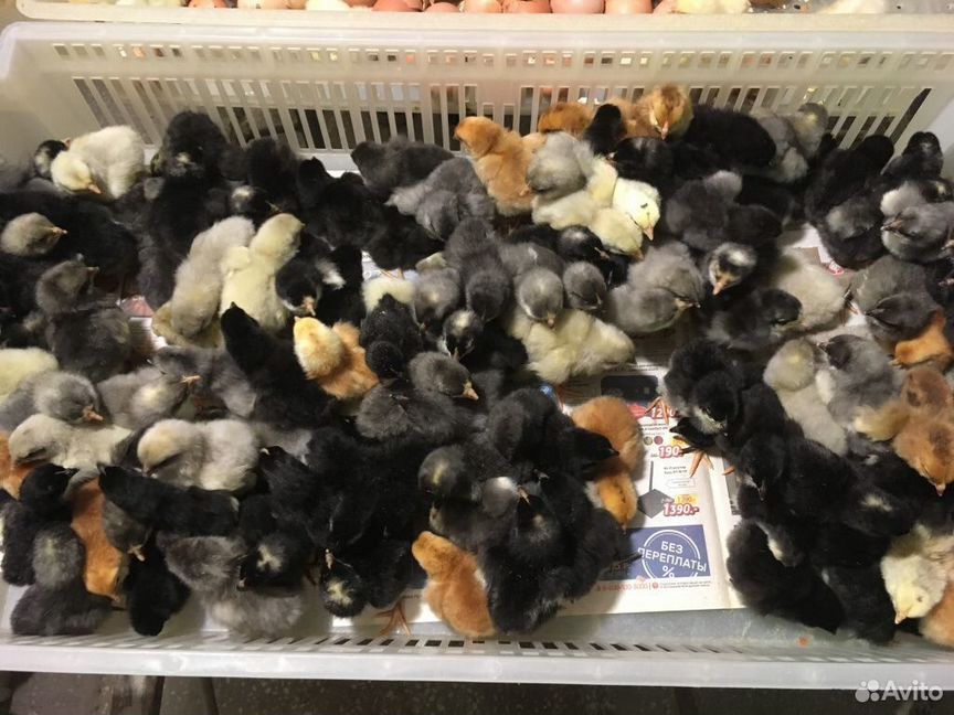 Петушок Доминант