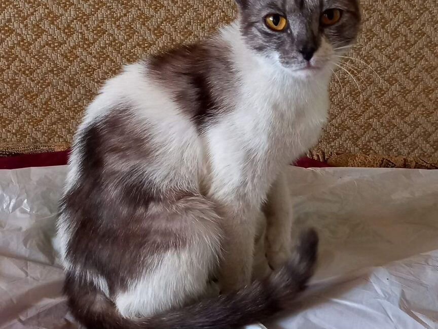 Кошка в добрые руки