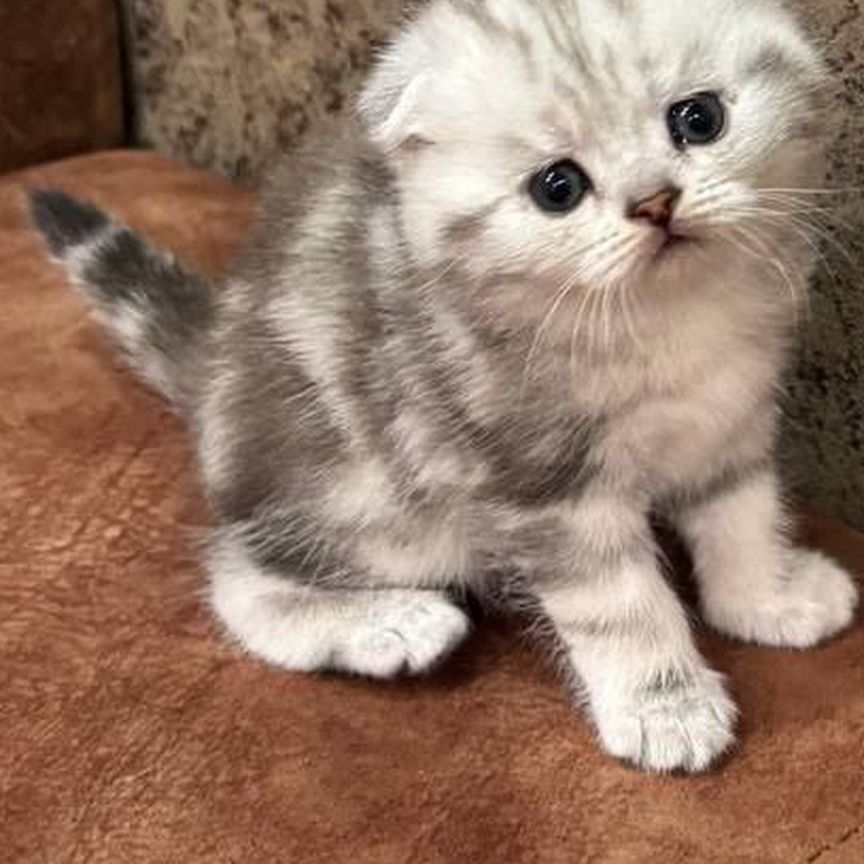 Котята