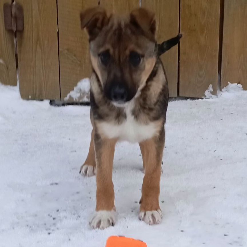 Щенок в добрые руки