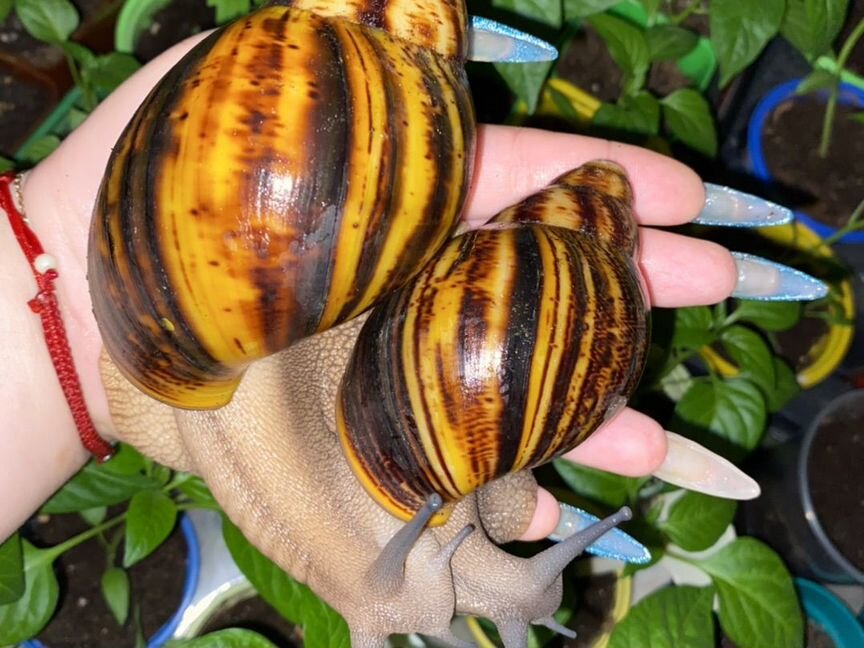 Улитки архахатина маргината овум