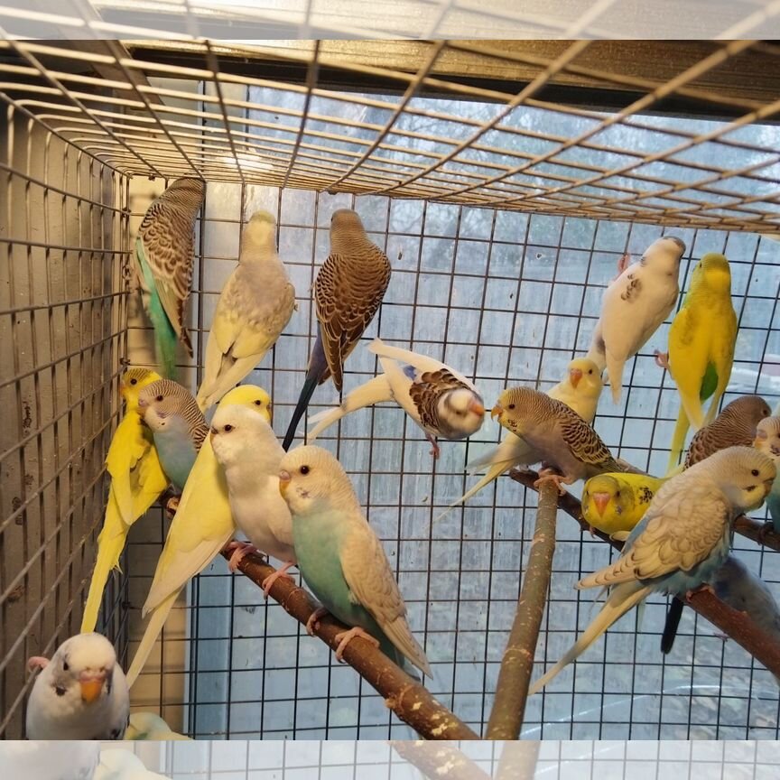 Волнистый попугай птенцы от 2 мес