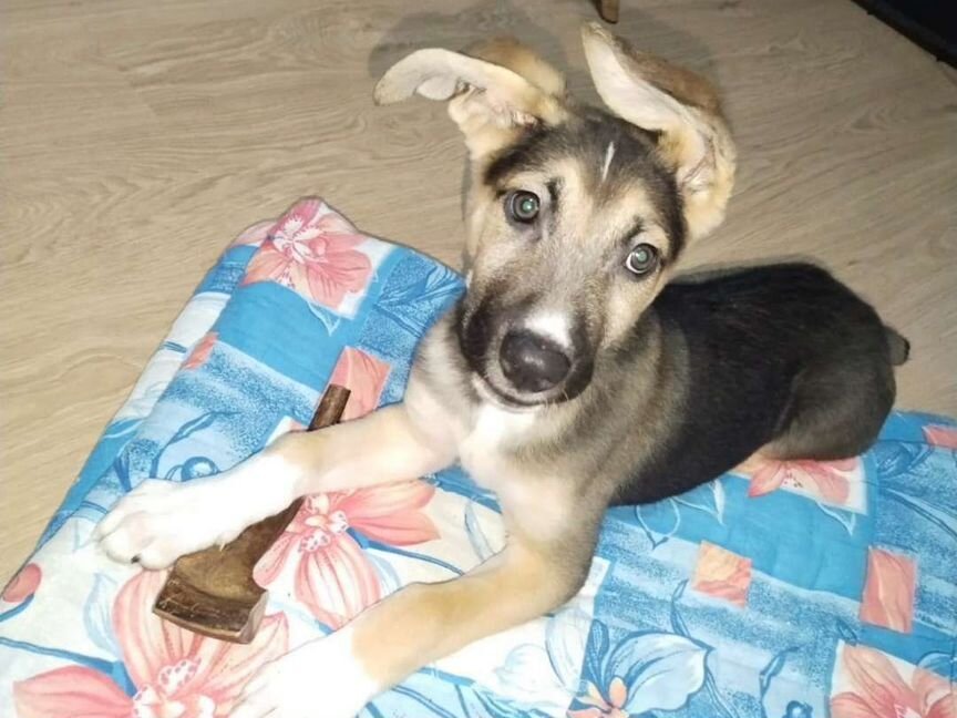 Малыш Микки