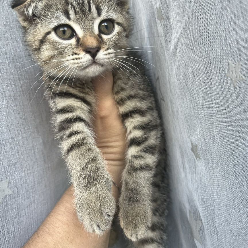 Шотландская