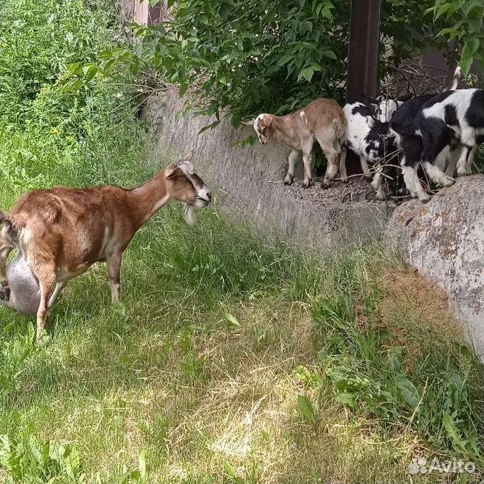 Козлята альпы, 1 мес. 3 тыс.от пятилитровок