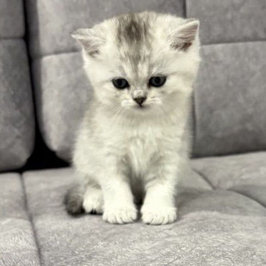 Шотландский прямоухий короткошёрстный котёнок