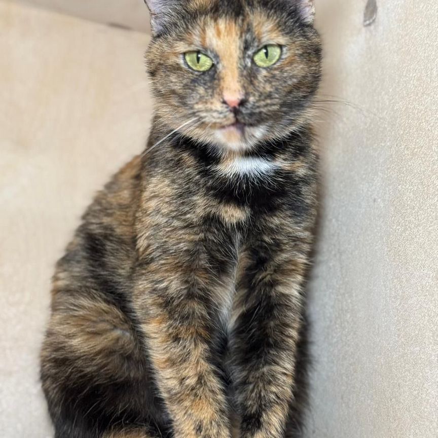 Кошка Любава из приюта