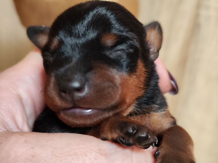 Цвергпинчер щенки